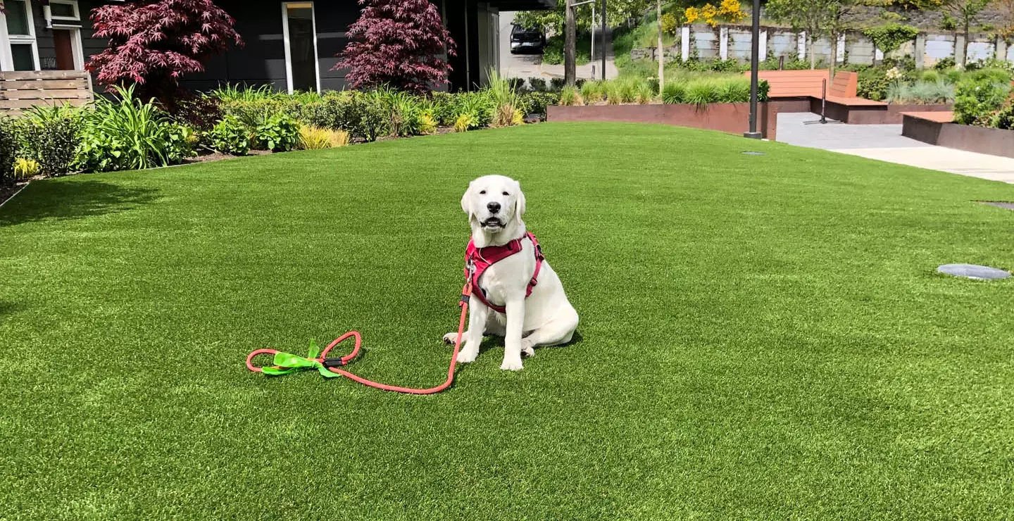 Is LITA Artificial Grass Right for Your Dog? Here's What You Need to K